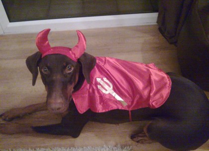Doberman – Dogs In Duds