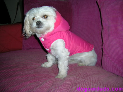 Maltese – Dogs In Duds