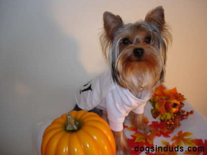 Yorkshire Terrier – Page 2 – Dogs In Duds