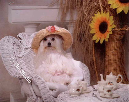 Angels Tea Party – Dogs In Duds