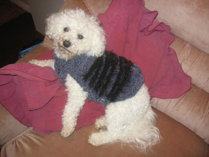 Bichon Frise – Dogs In Duds