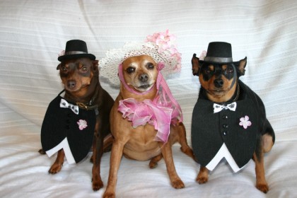 Miniature Pinscher – Page 2 – Dogs In Duds