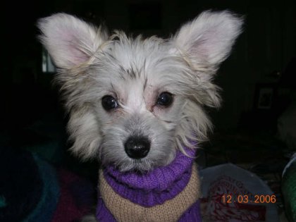 Chinese Crested Powder Puff – Dogs In Duds