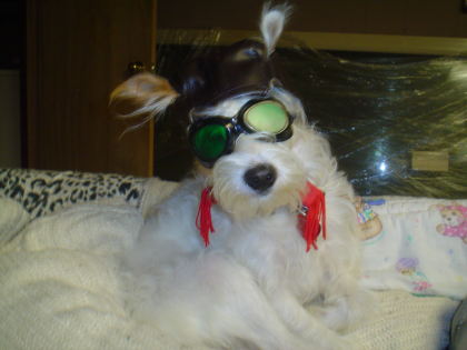 Yorkie Poo – Dogs In Duds
