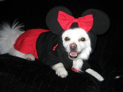 Mini Mouse – Dogs In Duds