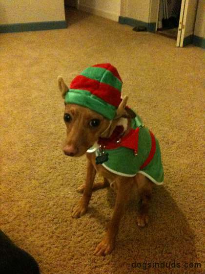 Miniature Pinscher – Dogs In Duds