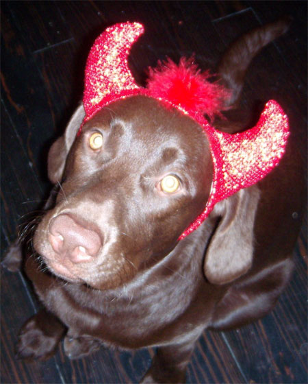 Chocolate Lab – Dogs In Duds