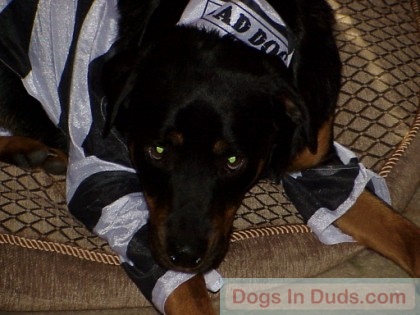 Prison Break – Dogs In Duds