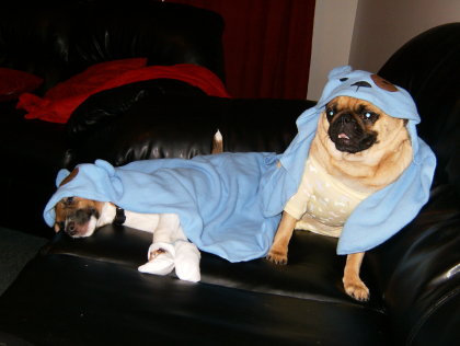 Pug – Page 3 – Dogs In Duds