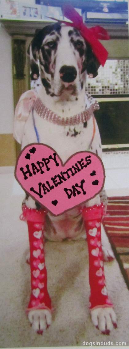 Great Dane – Page 2 – Dogs In Duds